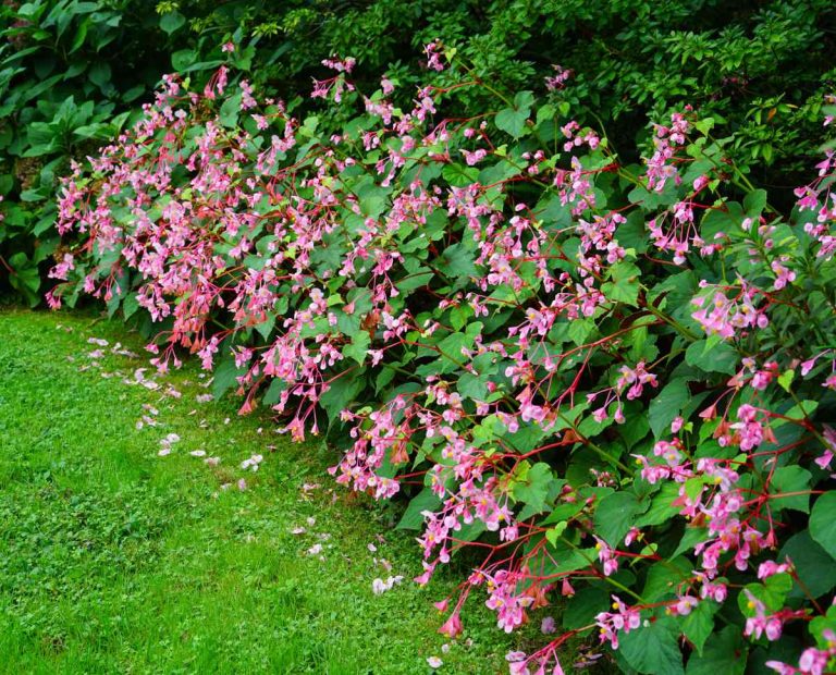 Fleur de lys : découvrez son incroyable pouvoir ! - Tradition Jardin